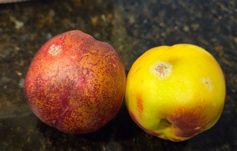 Nectarines With Whitishgray Spots Album On Imgur