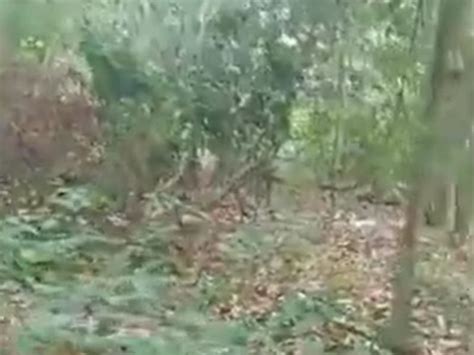 VÍdeo Mulher é Estrupada E Morta Em Mata No Santo Agostinho