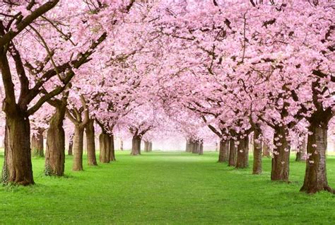 4 Best Flowering Cherry Trees To Grow In The South Gardeners Path