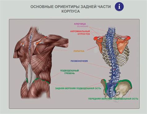 Anatomy Sketches With Russian And English Labels Художественная