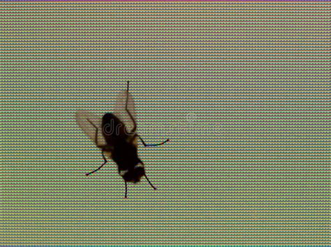 Fly On A TFT Display Stock Image Image Of Display Lines