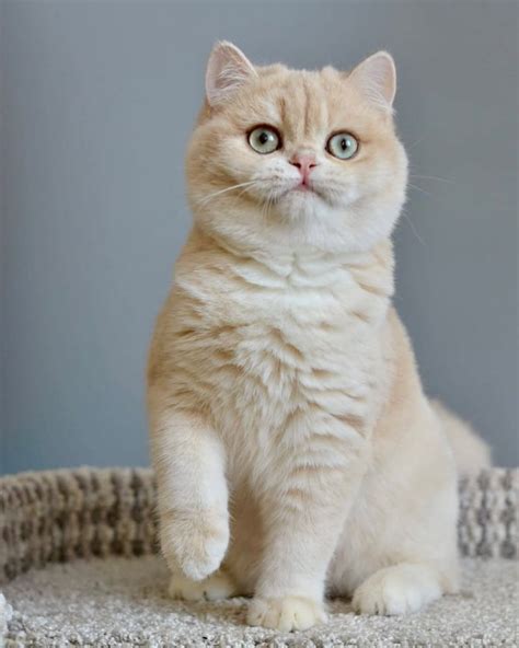 13 Stunning Cat Breeds With Unique Blonde Coats