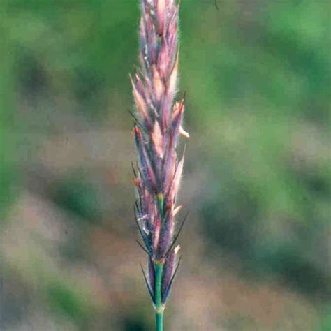 Elymus Glaucus