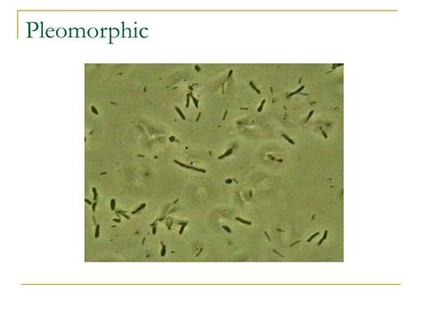 Ppt Bacterial Classification Powerpoint Presentation Free Download