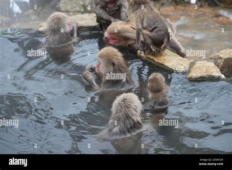 Snow Monkeys Of Japan Jigokudani Monkey Park Joshinetsu Kogen