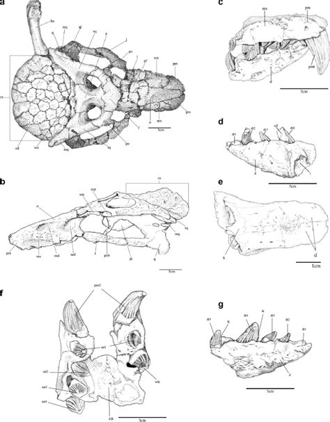 Species New To Science Paleontology • 2009 Armadillosuchus Arrudai