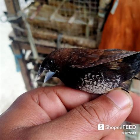 Jual Burung Pipit Emprit Bondol Peking Shopee Indonesia