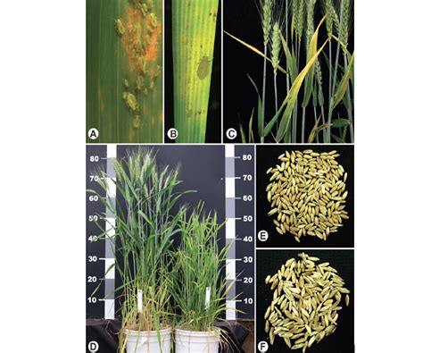 Wheat Pests Aphids Cultivar Magazine