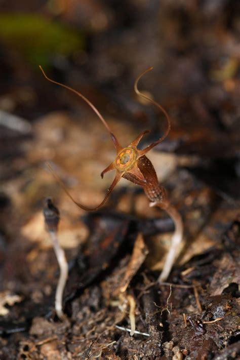 Spesies Lantera Peri Yang Aneh Ditemukan Di Hutan Malaysia