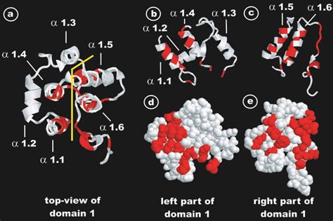 The Putative Ecdysone Binding Site In The First Domain A A Top View Download Scientific