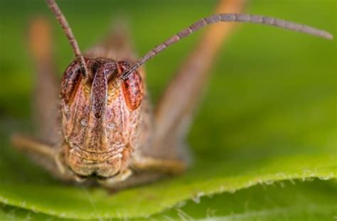 Premium Photo Macro Shot Of The Head Of A Grasshopper