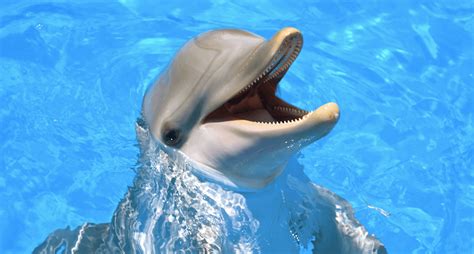 Playful Young Male Dolphins Grow Up To Have More Offspring Raw Story