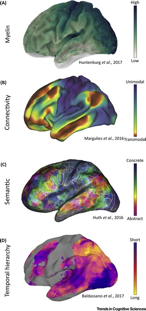 Large Scale Gradients In Human Cortical Organization Trends In