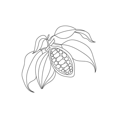 Premium Vector Cocoa Tree And Fruit Line Art Vector Illustration