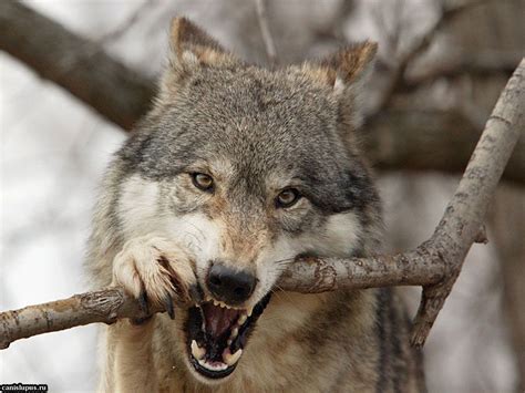 Chernobyl Wolf Mutations