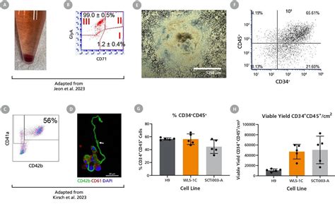Stemdiff™ Apel™2 Medium For Psc Differentiation Stemcell Technologies