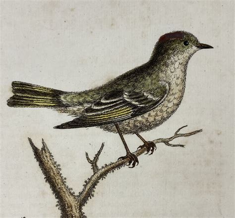 The Golden Crowned Wren And The Ruby Crowned Wren Plate 254