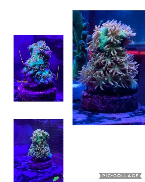 Interceptor Ivermectin And Coral Boring Spionid Worms Page 5 Reef2reef