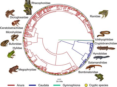 Hidden Hotspots Of Amphibian Biodiversity In China Pnas