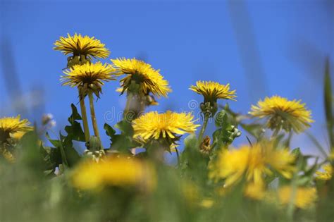 Field Of Dandelion Taraxacum Officinale Yellow Flowers Green Grass