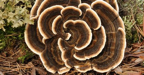 Turkey Tail Mushroom Identification And Benefits Davey Tree