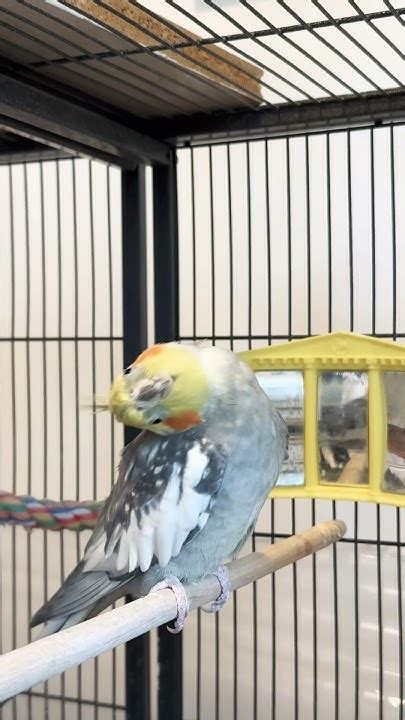 Hammys Tricks To Make Us Happy 🦜 🤩 Cockatiel Videos Videosoftheday Viralvideo Youtube