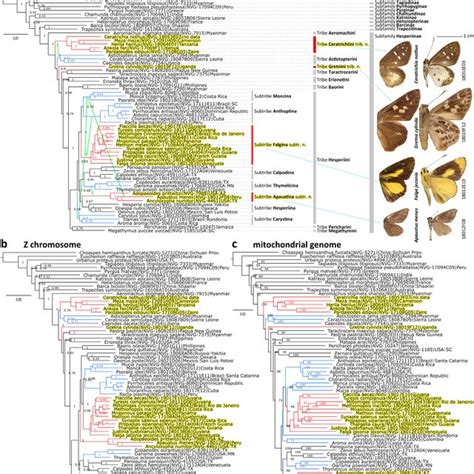 genomic trees of representative hesperiidae the trees are built from