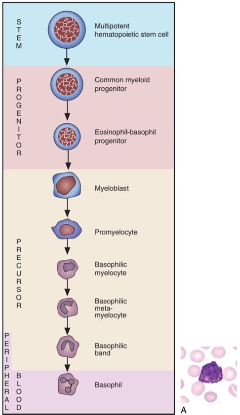 Morfologi Maturasi Basofil