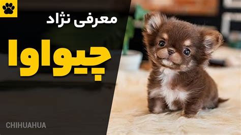 معرفی سگ چیواوا همه چیز درباره سگ شیواوا Youtube