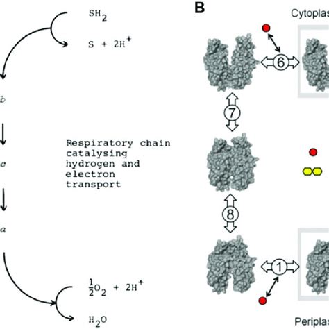 Square Scheme For Proton Coupled Electron Transfer Et Electron Download Scientific Diagram