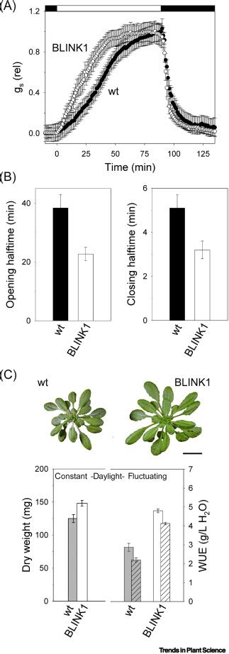 Engineering Stomata For Enhanced Carbon Capture And Water Use