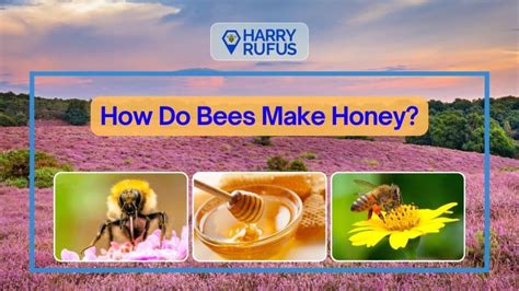 Fact Checking Is Honey Bee Vomit With Science