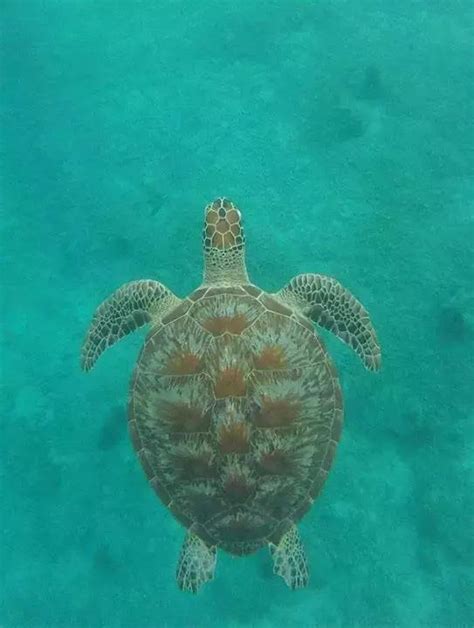 海龜，我們到底了解多少？ 每日頭條