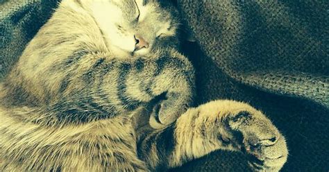 Im Obsessed With My Cuddle Bug Imgur