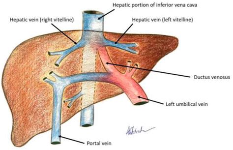 The Hepatic Fetal Venous System Intechopen