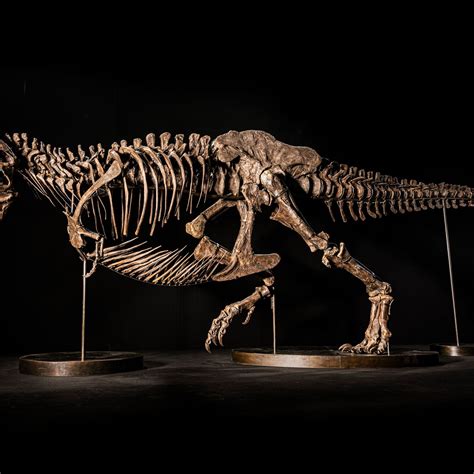 Tyrannosaurus Rex Skeleton
