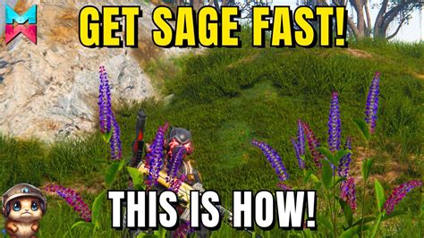 Once Human How To Get Sage Youtube