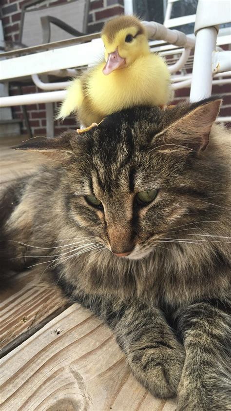 Hes Such A Mellow Kitty Rthisismylifemeow