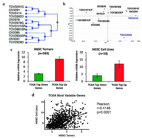 gene expression analysis of our eoc cell lines and comparison to tumor