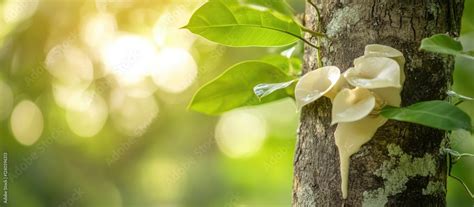 Rubber Tree Tapping Process With Natural Bokeh Background Showcasing