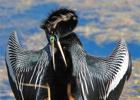 Best 13 Australasian Darter Anhinga Novaehollandiae Melanogaster