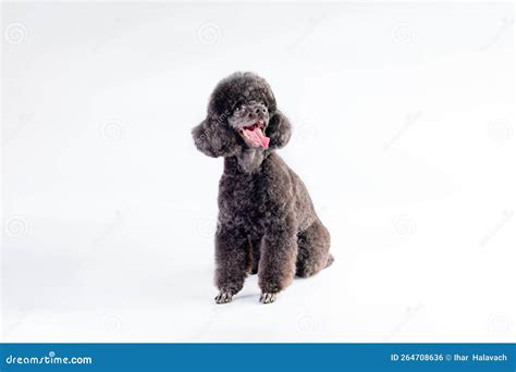 Black Miniature Poodle Haircuts