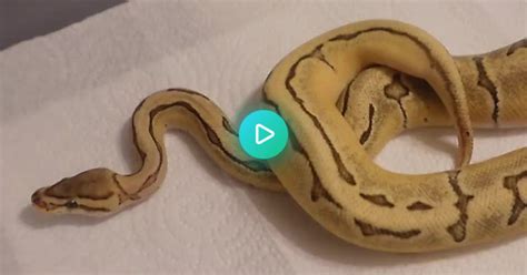 od fire pinstipe ball python album on imgur