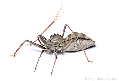 Ncsu Pdic Kissing Bugs And Chagas Disease In Nc