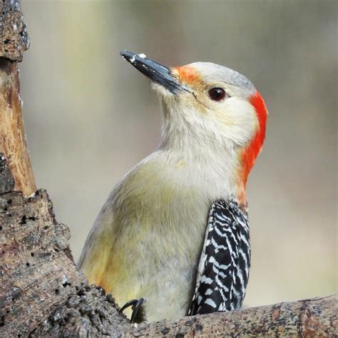Yellow Bellied Woodpecker Female