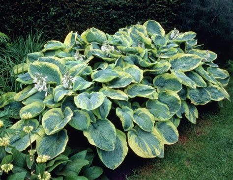 Giant Hostas Varieties And Species With Photos And Names Healthy