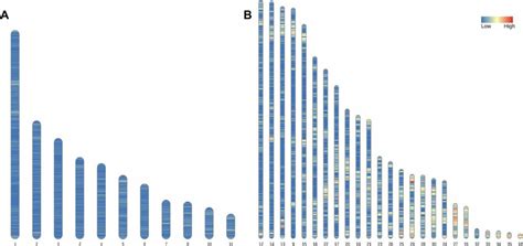 Ideogram Showing Gene Density A Macro 1 6 Z And Intermediate C Hr
