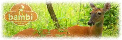 Bambi Editor Home