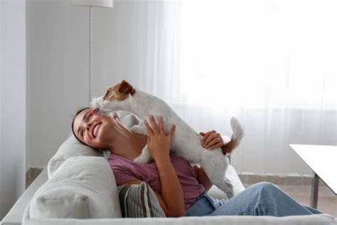 7 Common Jack Russell Problem Behaviors And How To Fix Them