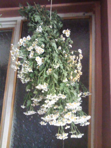 Natural Healingfeverfew Tea Surviving Mexico